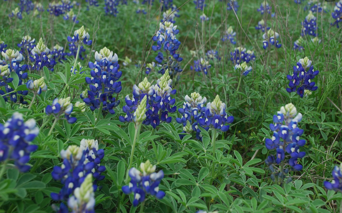 Texas Bluebonnets, a wild drive. – Native Gardeners