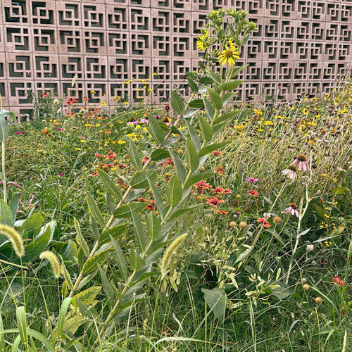 10 Key Steps for Planting Native Texas Trees in November – Native Gardeners