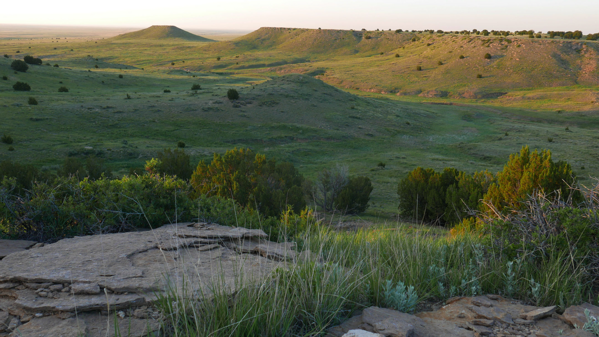 South Texas Plains – Native Gardeners