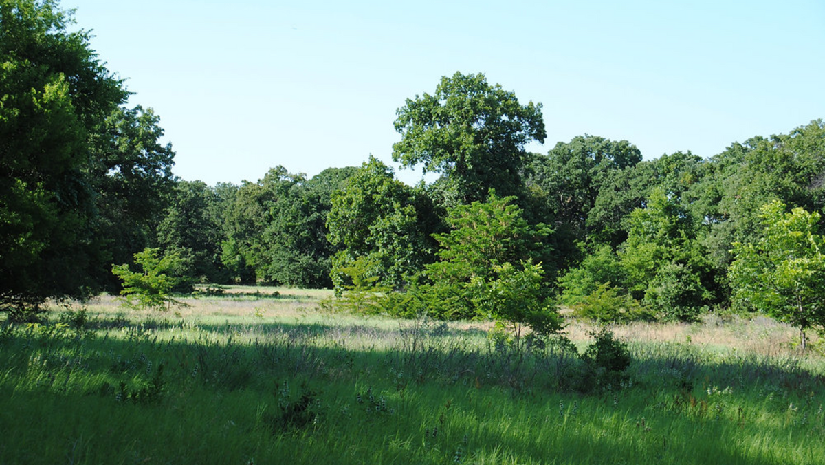 Cross Timbers & Prairies – Native Gardeners