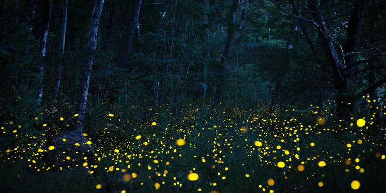 Firefly Nights | Native Gardeners