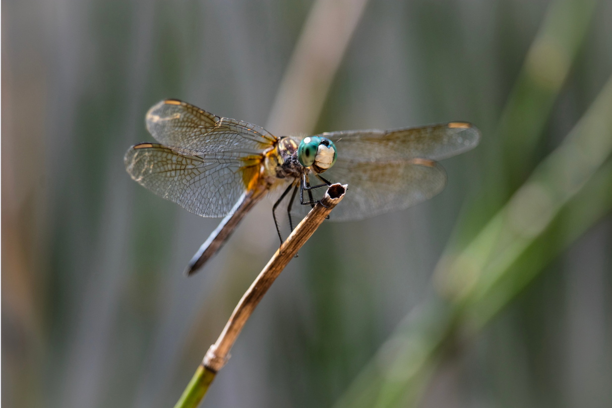 Mosquito Management – Native Gardeners