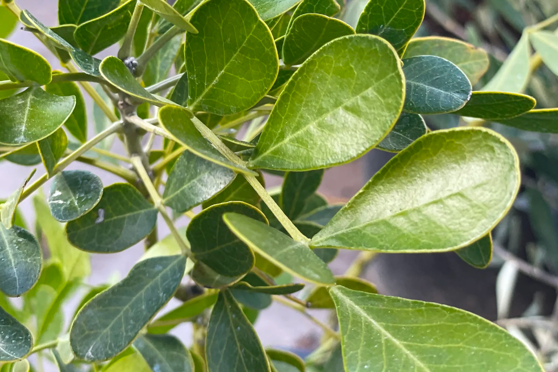 Evergreen Natives – Page 3 – Native Gardeners