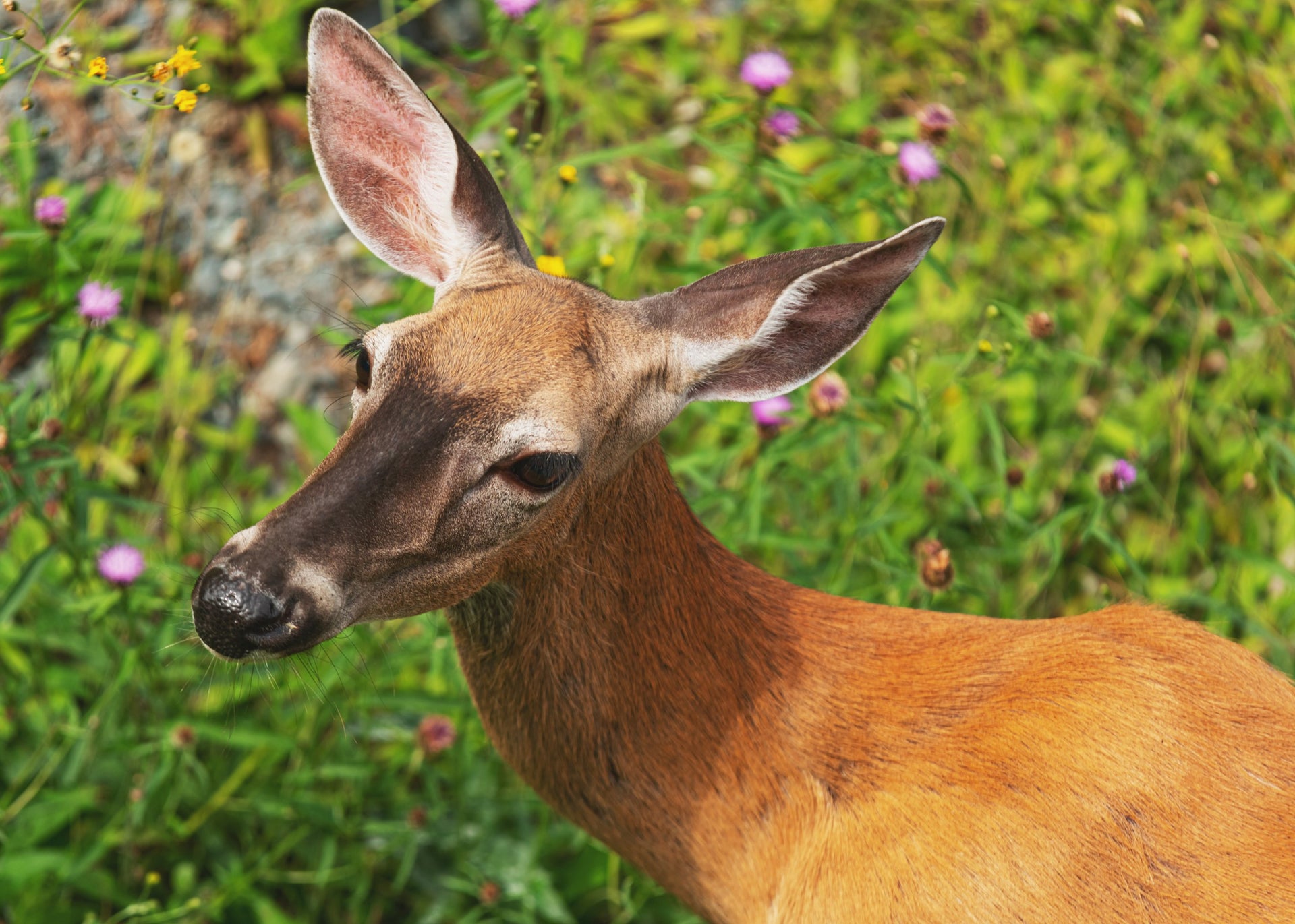 Deer-Proof Plants – Native Gardeners