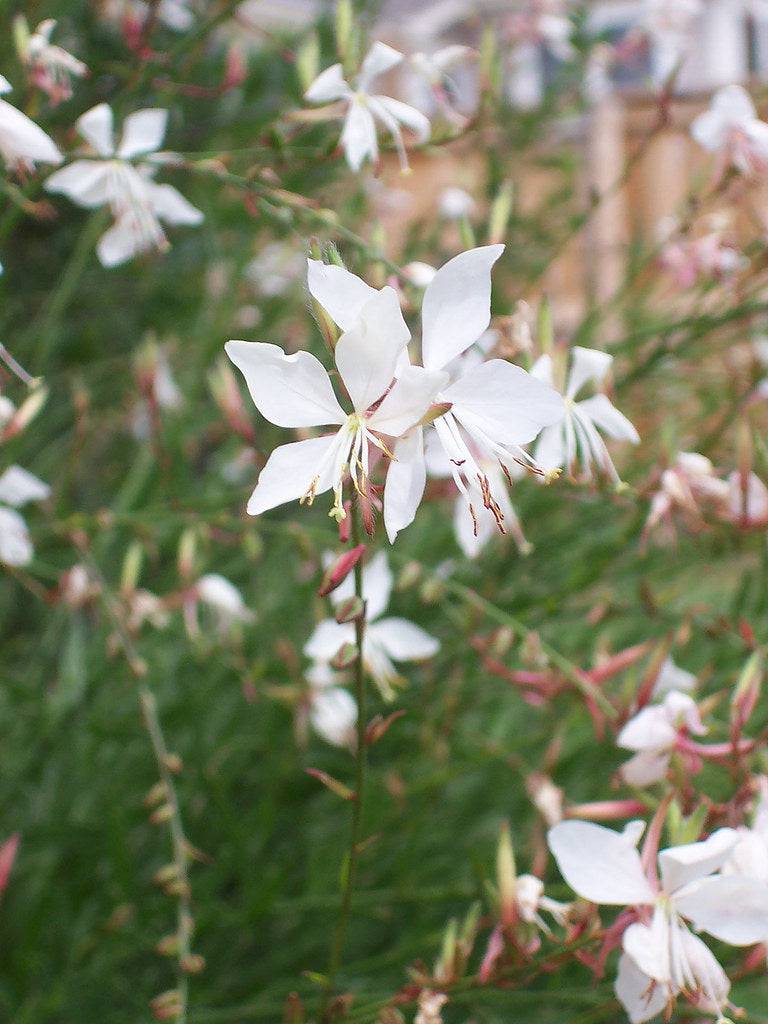 Gaura Lindheimeri White Gaura Whirling Butterflies Plants For Sale