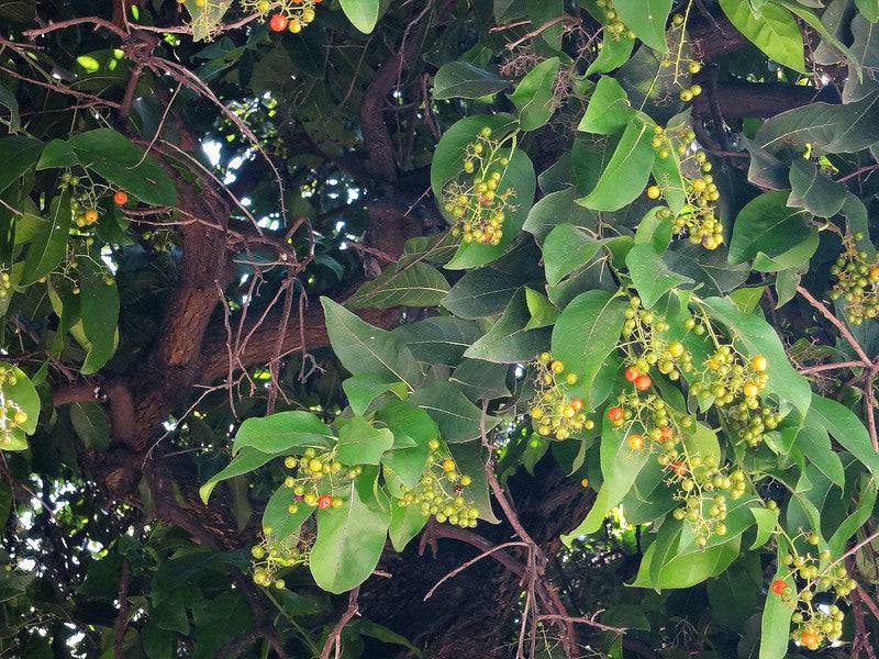 Anacua Tree – Native Gardeners