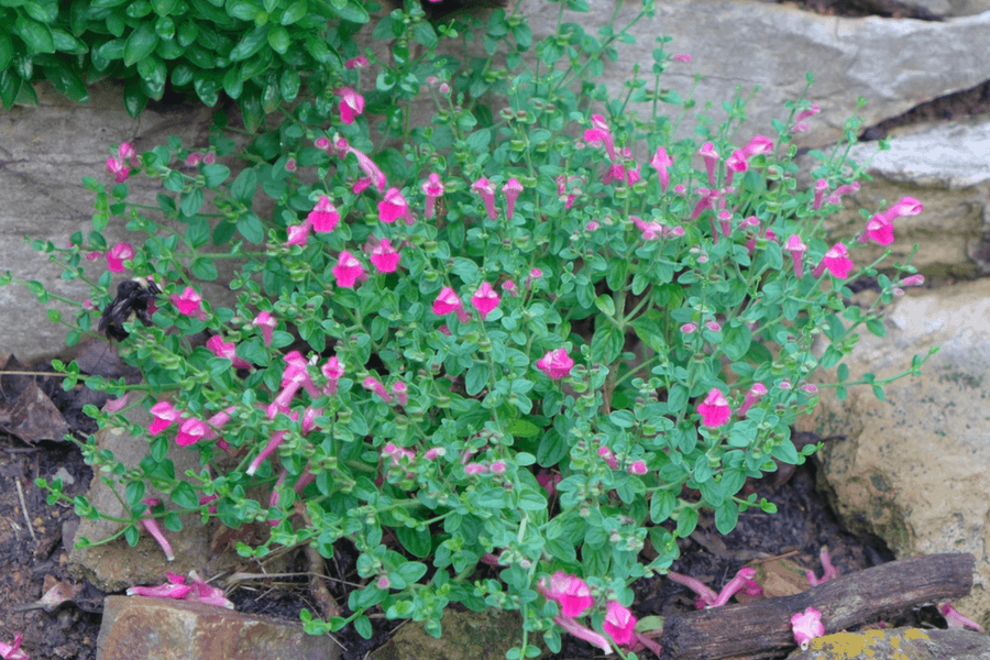Pink Skullcap – Native Gardeners
