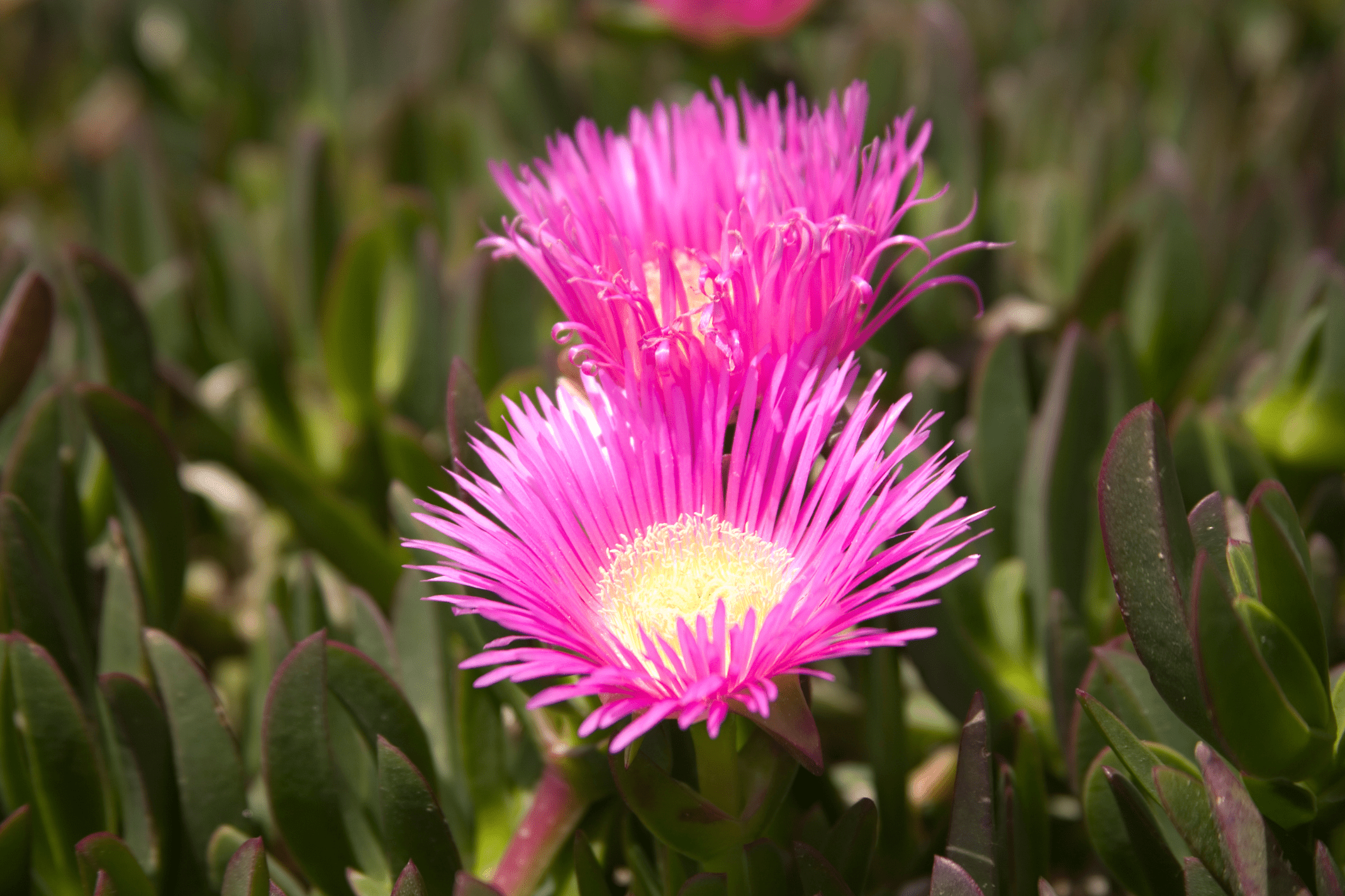 Pink Ice Plant Varieties