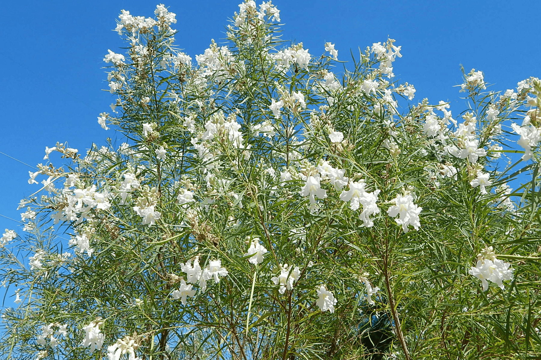 Bubba Desert Willow 'White' – Native Gardeners