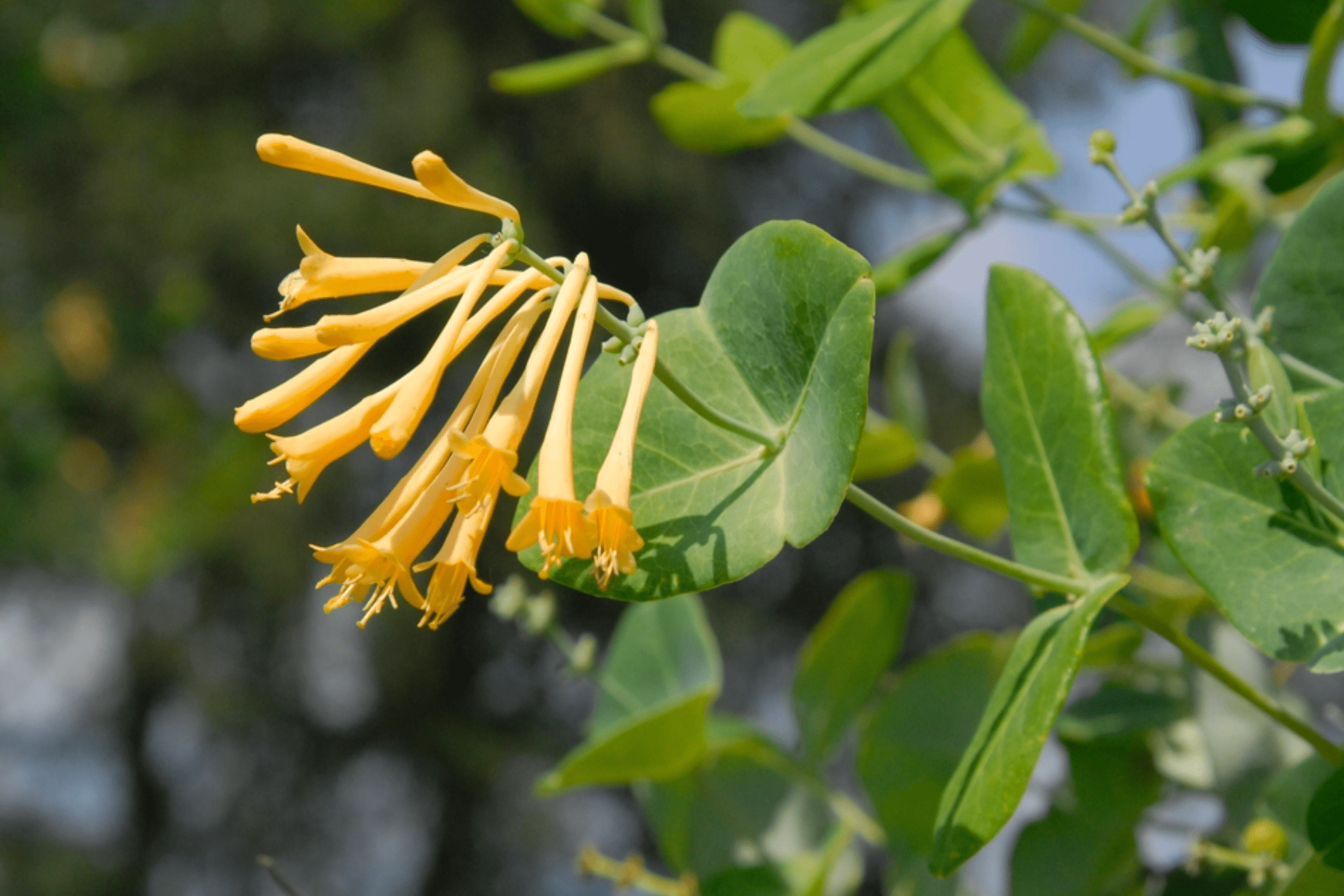 Yellow Honeysuckle – Native Gardeners
