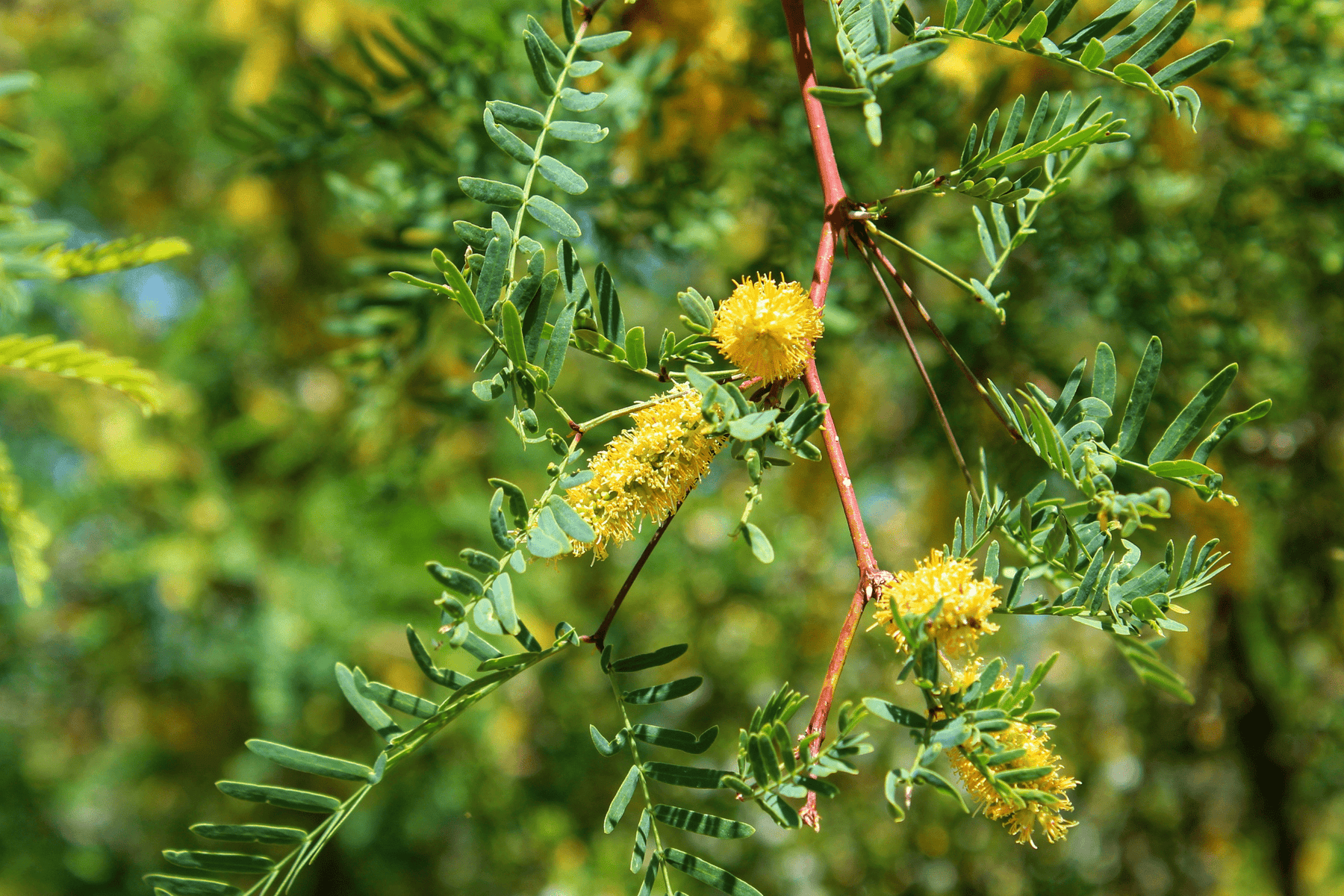 Thornless Texas Honey Mesquite – Native Gardeners