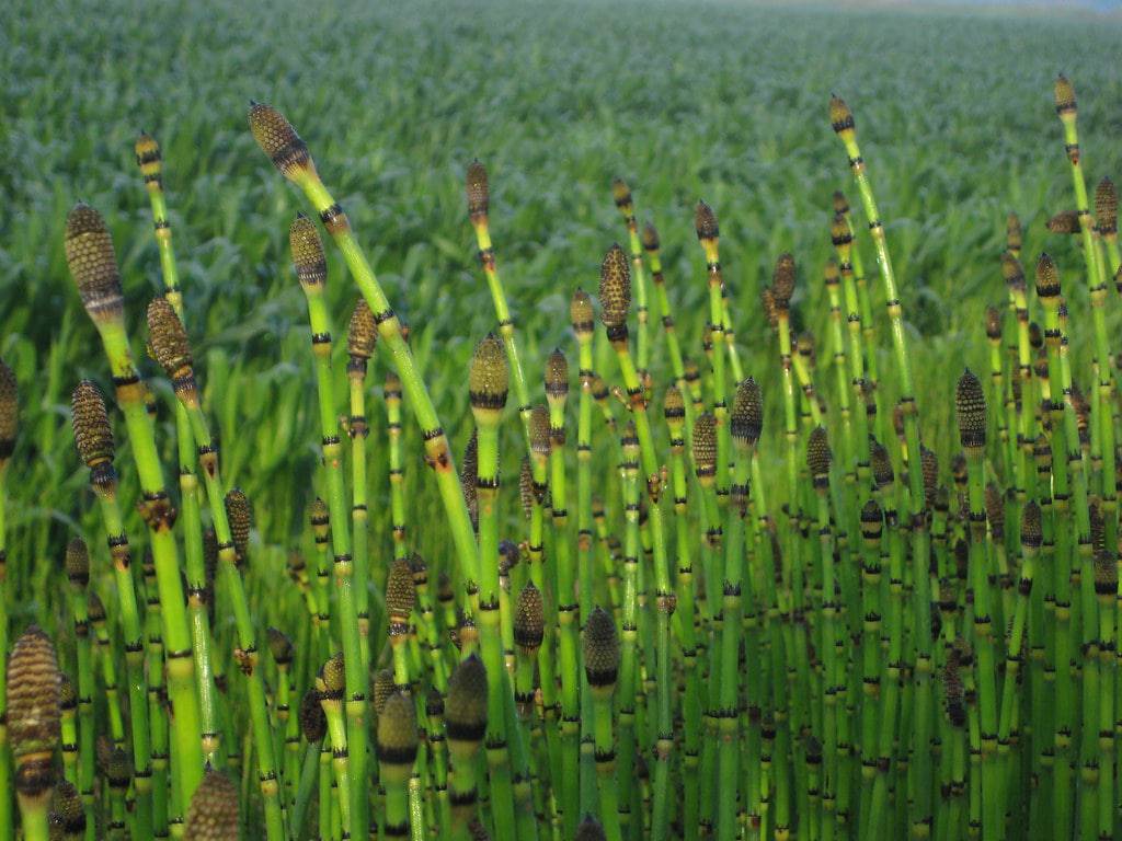 Horsetail Reed – Native Gardeners