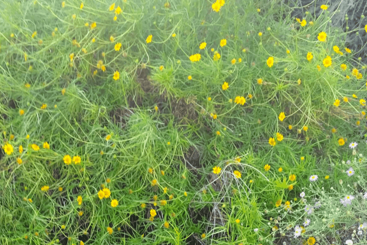 Skeleton Leaf Goldeneye | Native Gardeners