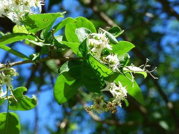 Anacua Tree – Native Gardeners