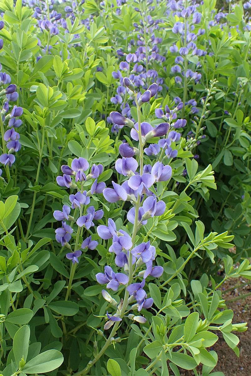 Wild Indigo – Native Gardeners