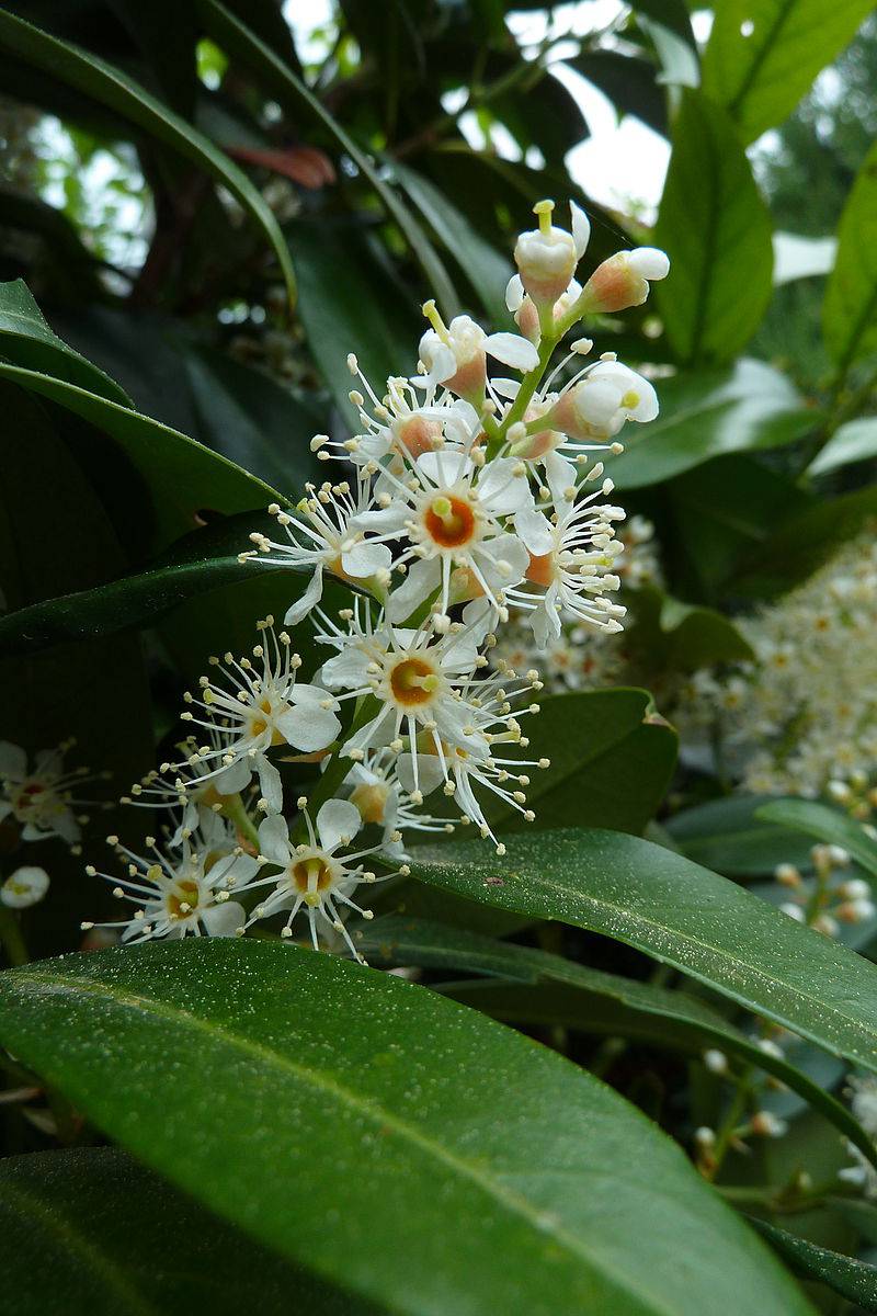 Cherry Laurel – Native Gardeners