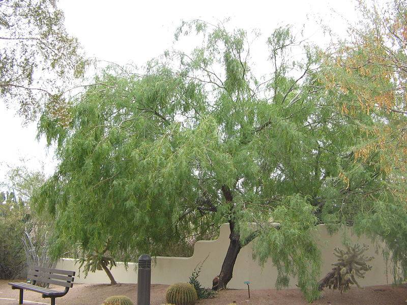 Thornless Texas Honey Mesquite – Native Gardeners