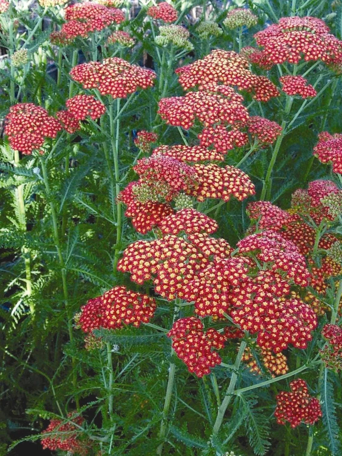 Yarrow 'Paprika' – Native Gardeners