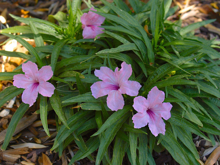Katie's Dwarf Ruellia - Pink – Native Gardeners