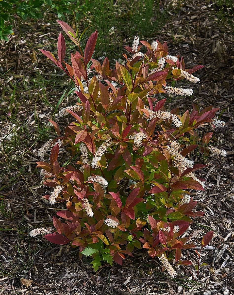 Dwarf Virginia Sweetspire – Native Gardeners
