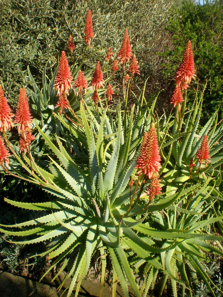 Medicinal Aloe Vera -Orange Flowering – Native Gardeners