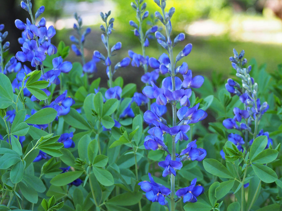 Wild Indigo – Native Gardeners