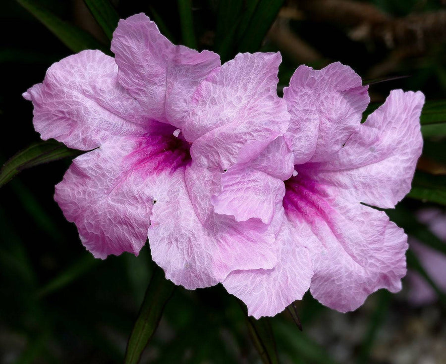 Katie's Dwarf Ruellia - Pink – Native Gardeners