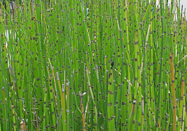 Horsetail Reed – Native Gardeners
