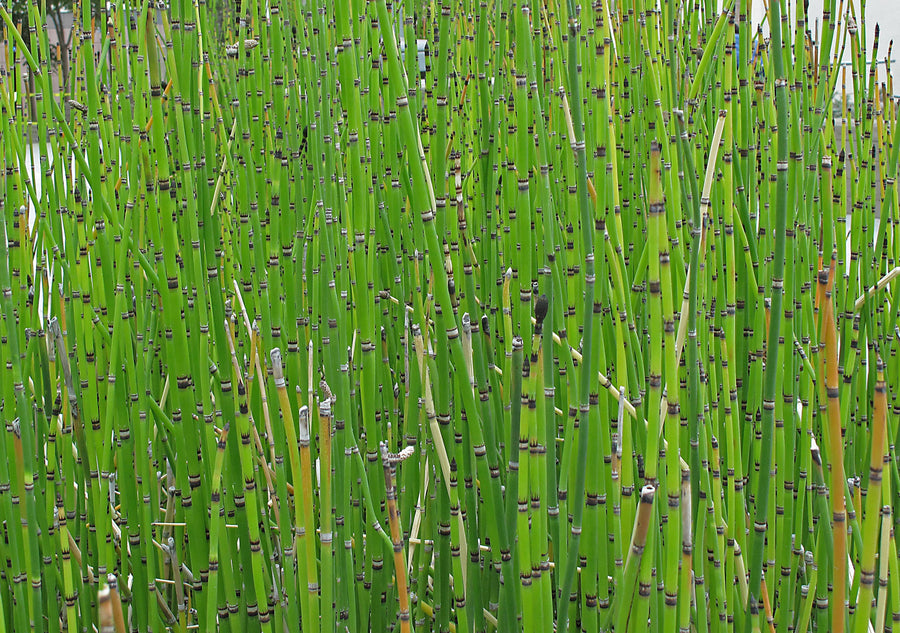 Horsetail Reed – Native Gardeners