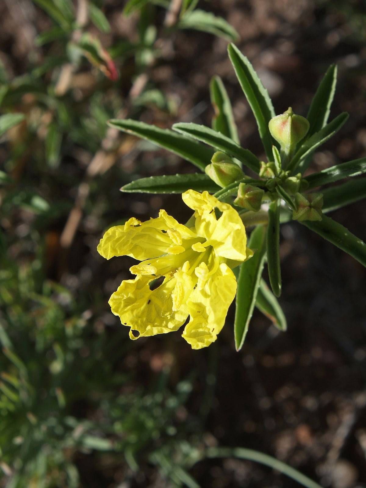 Yellow Sundrops Calylophus – Native Gardeners