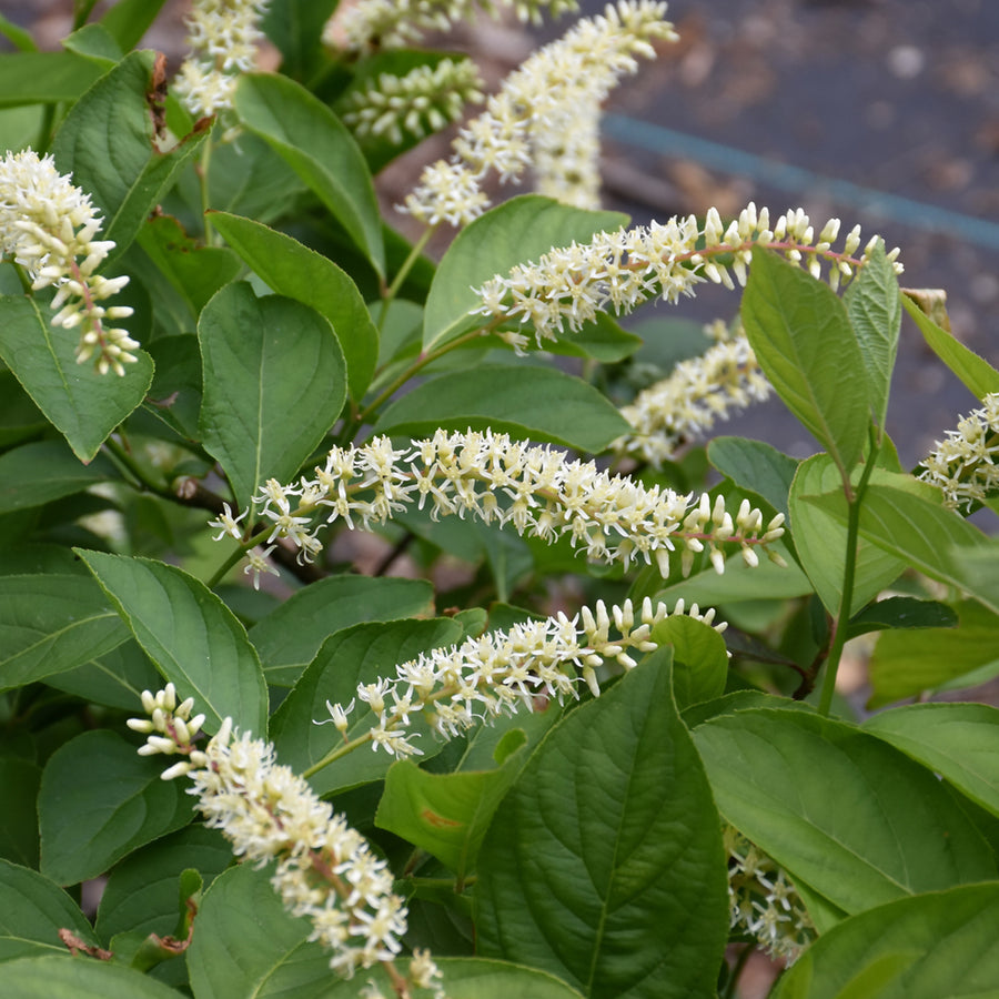 Dwarf Virginia Sweetspire 'Fizzy Mizzy' – Native Gardeners