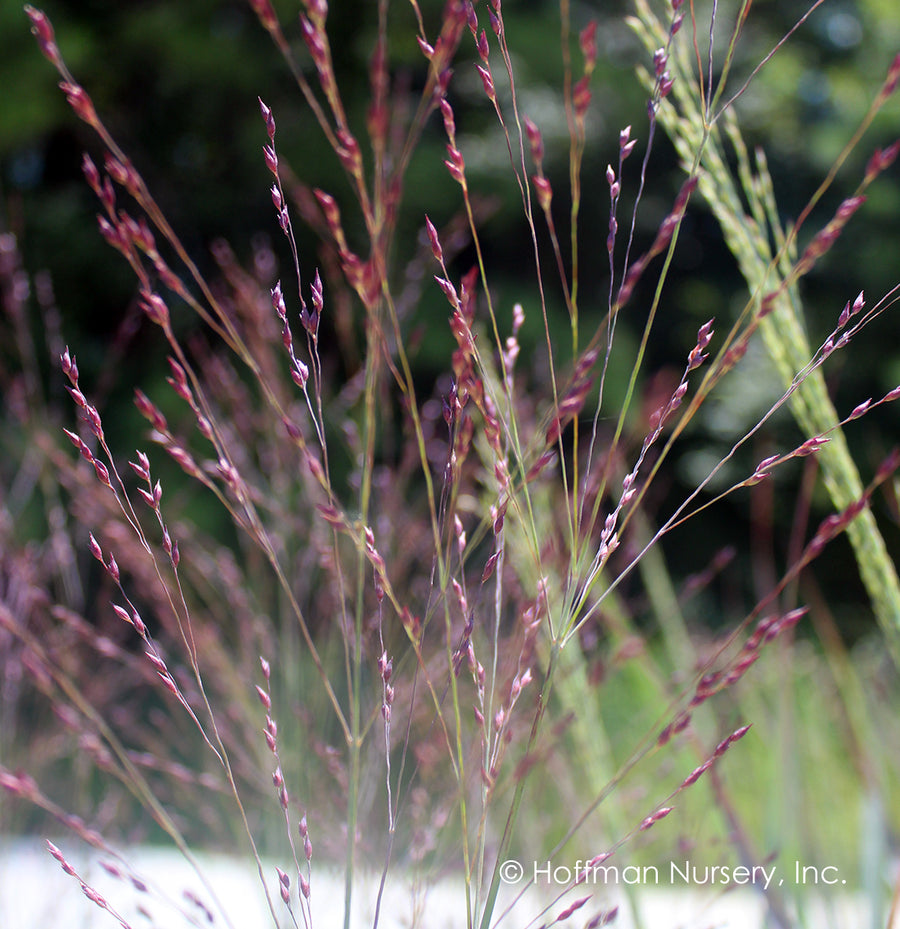 Switchgrass 'Purple Tears' – Native Gardeners
