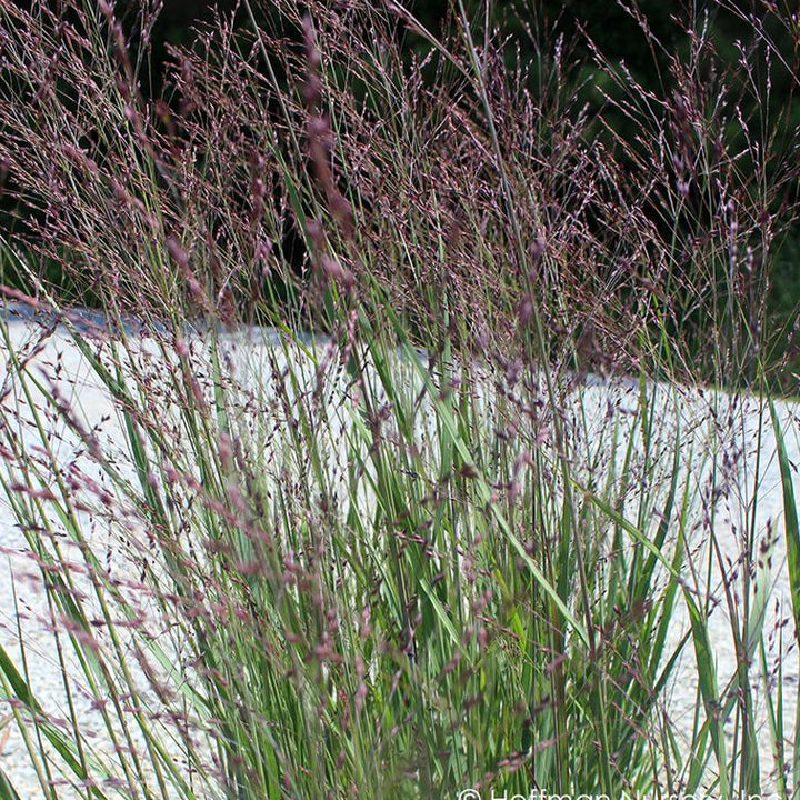 Switchgrass 'Purple Tears' – Native Gardeners