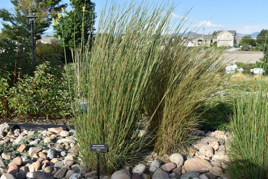 Little Bluestem 'Blaze' – Native Gardeners