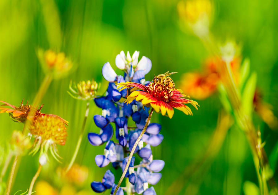 Katie's Dwarf Ruellia - Purple – Native Gardeners