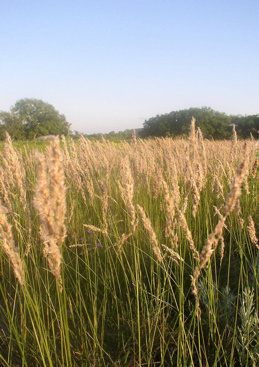 Texas Bluegrass – Native Gardeners