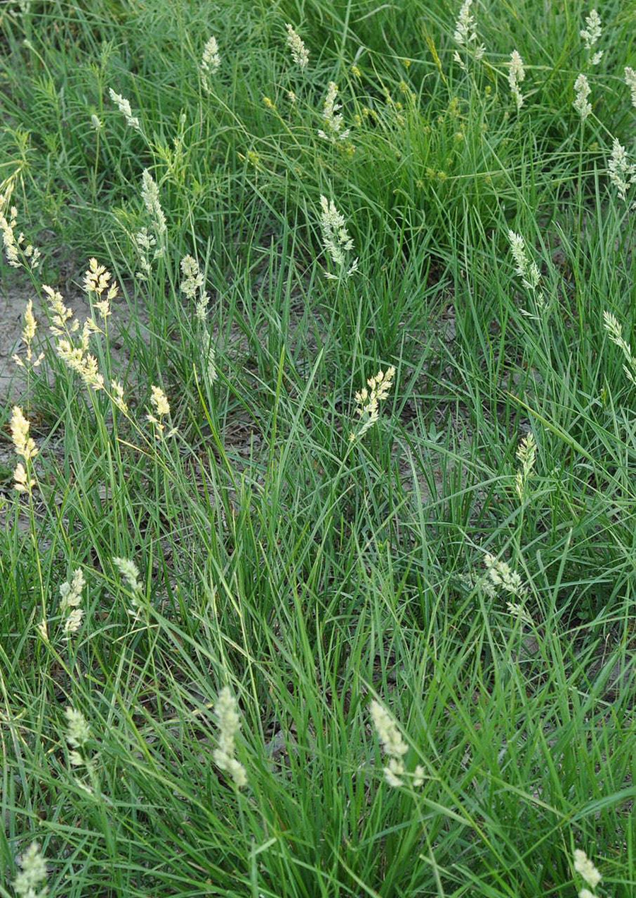 Texas Bluegrass – Native Gardeners