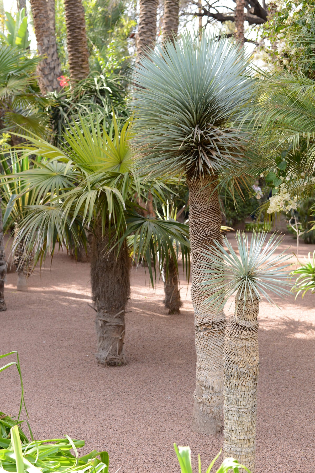 Beaked Yucca – Native Gardeners