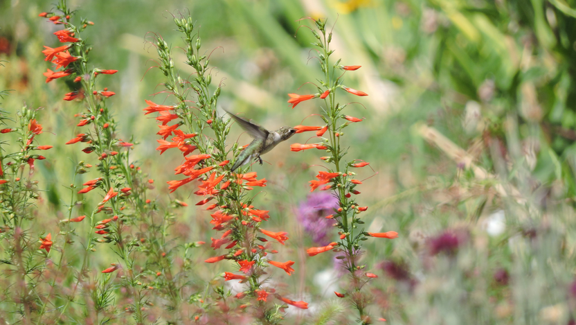 Pink Skullcap – Native Gardeners