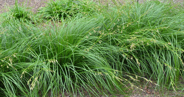Cherokee Sedge – Native Gardeners