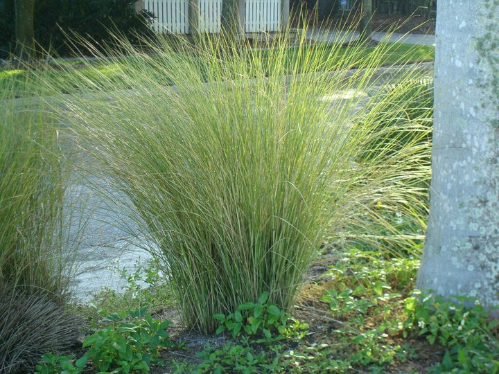 Sand Cordgrass – Native Gardeners