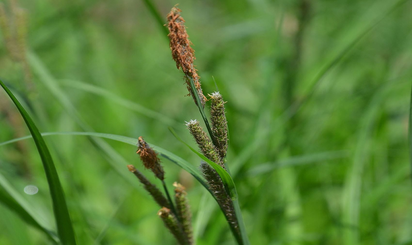 Emory Sedge – Native Gardeners