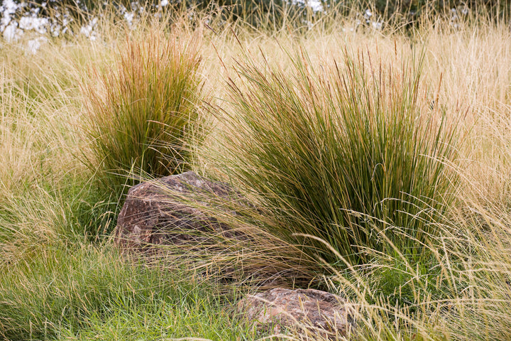Sand Cordgrass – Native Gardeners