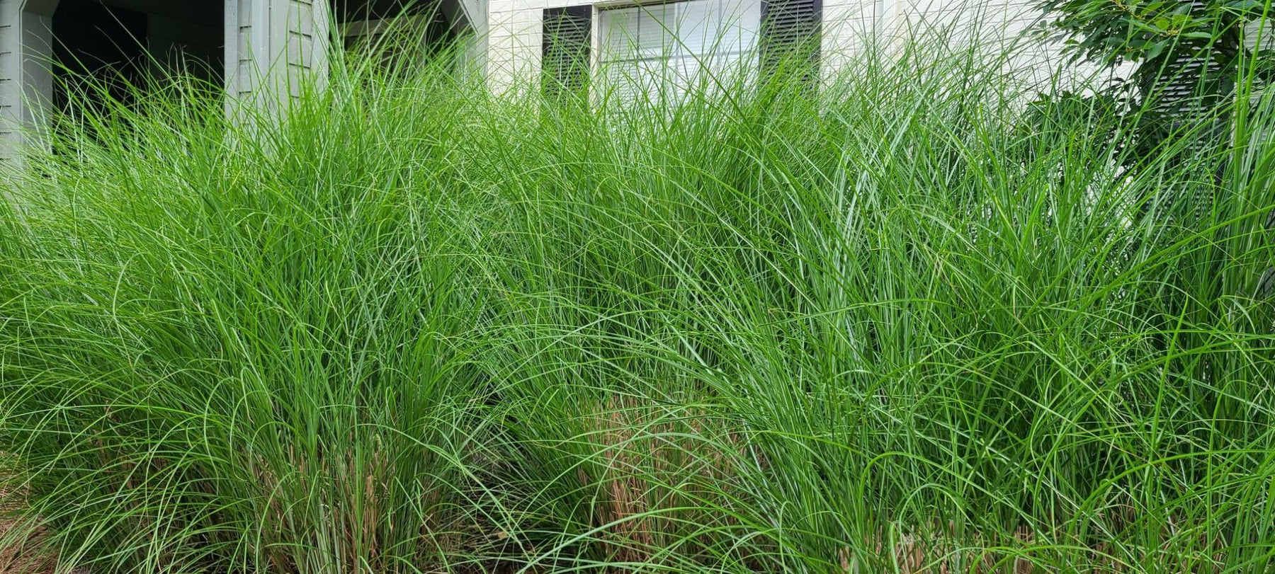 Emory Sedge – Native Gardeners