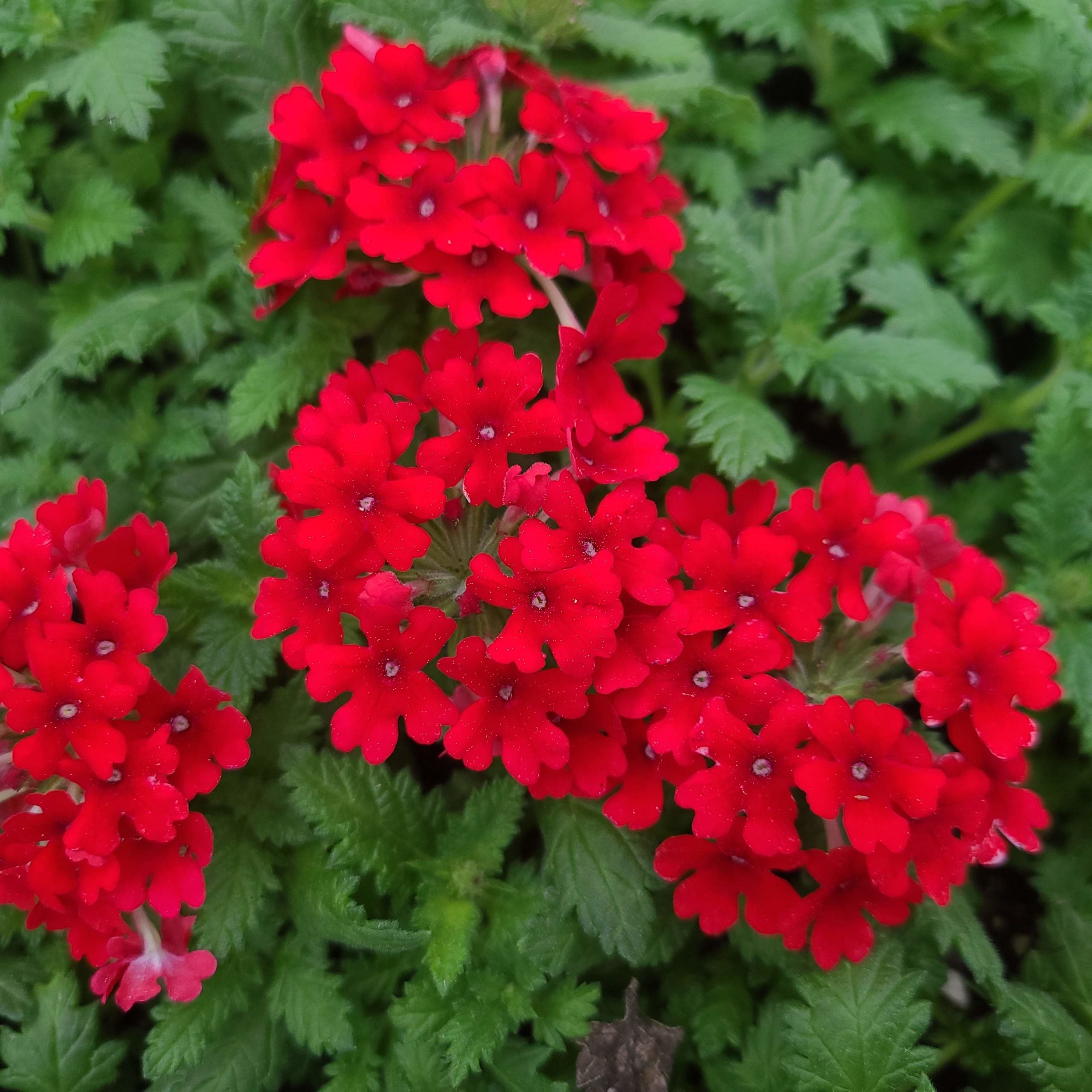 Red Homestead Verbena – Native Gardeners