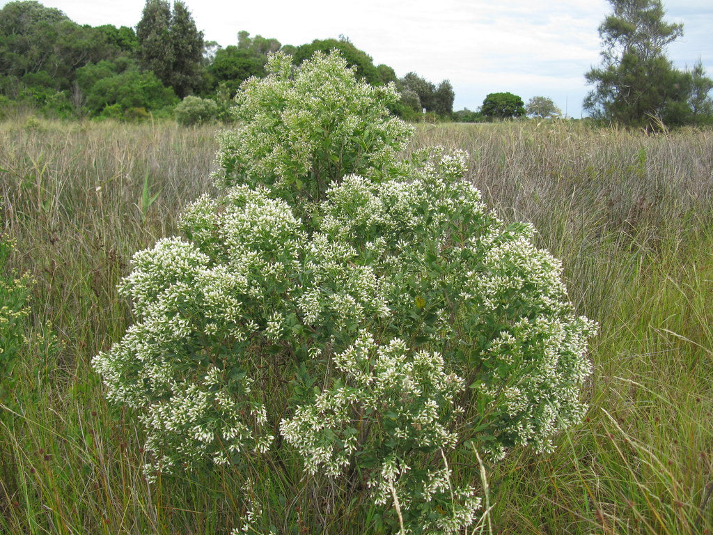 Groundsel Tree – Native Gardeners