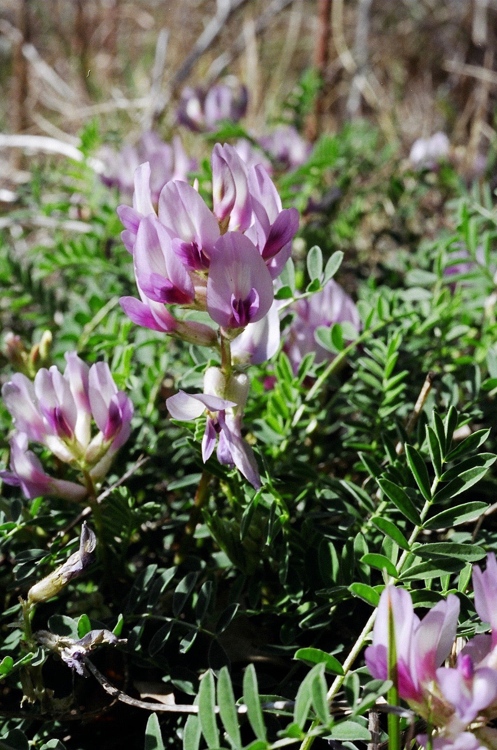 Ground Plum – Native Gardeners