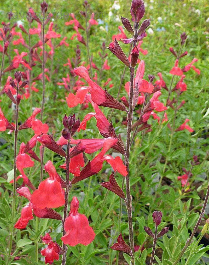 Autumn Sage 'Lipstick' – Native Gardeners