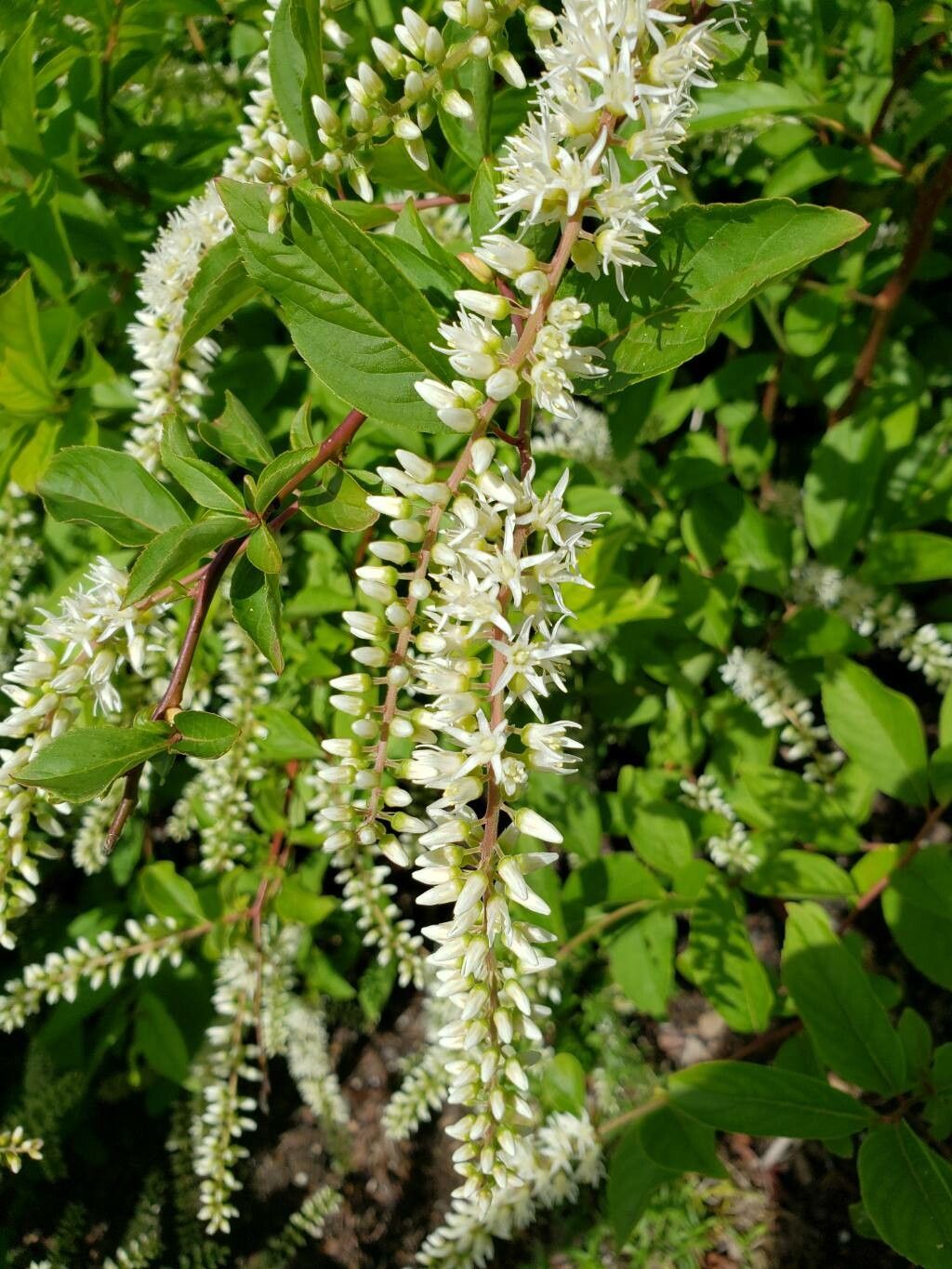 Virginia Sweetspire – Native Gardeners