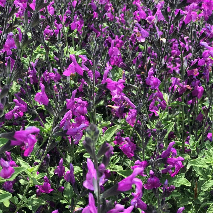 Autumn Sage 'Arctic Blaze Purple' – Native Gardeners